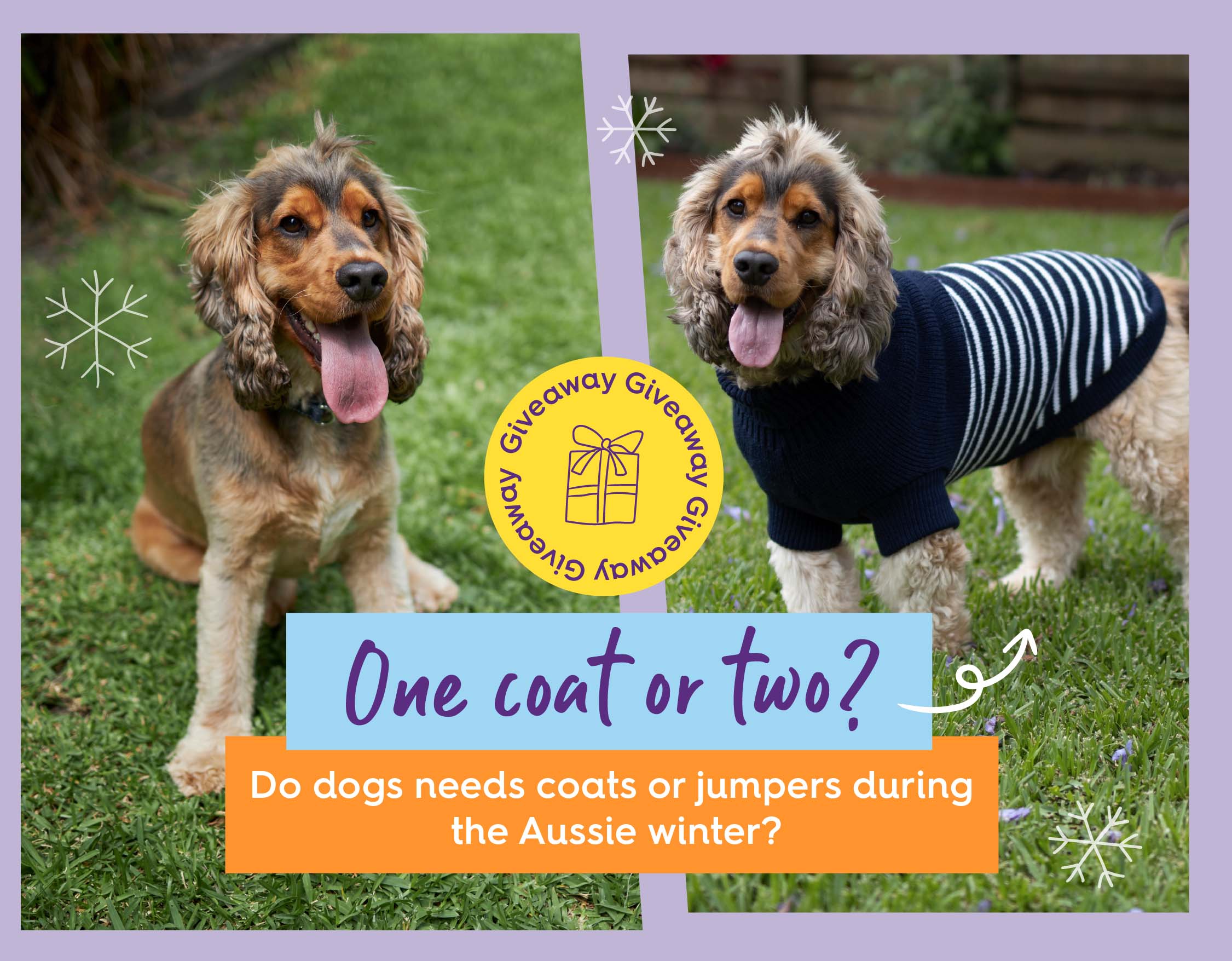 Fur-Real... Does My Dog Need a Coat, Jacket or Jumper This Winter ...