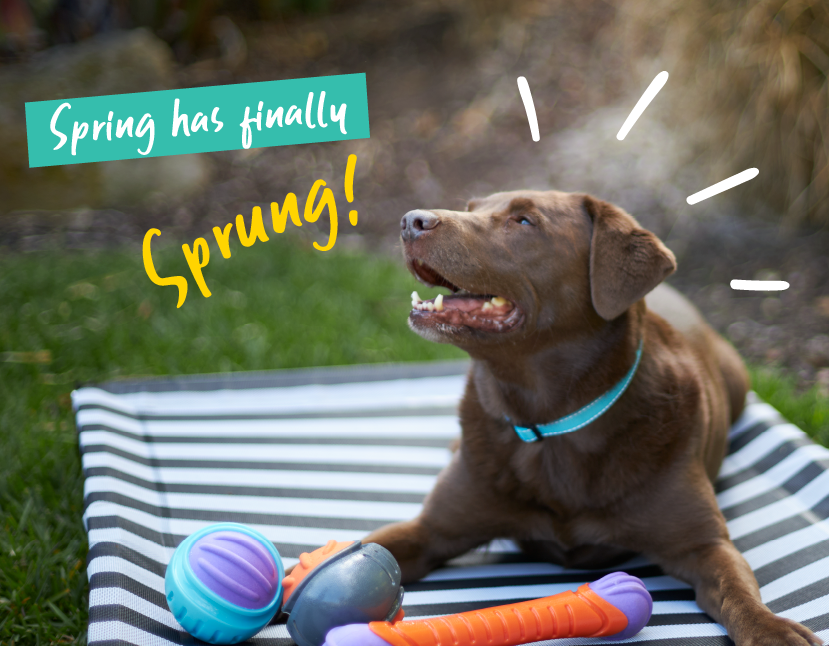 Strutting into Spring - GIVEAWAY – Kazoo Pet Co