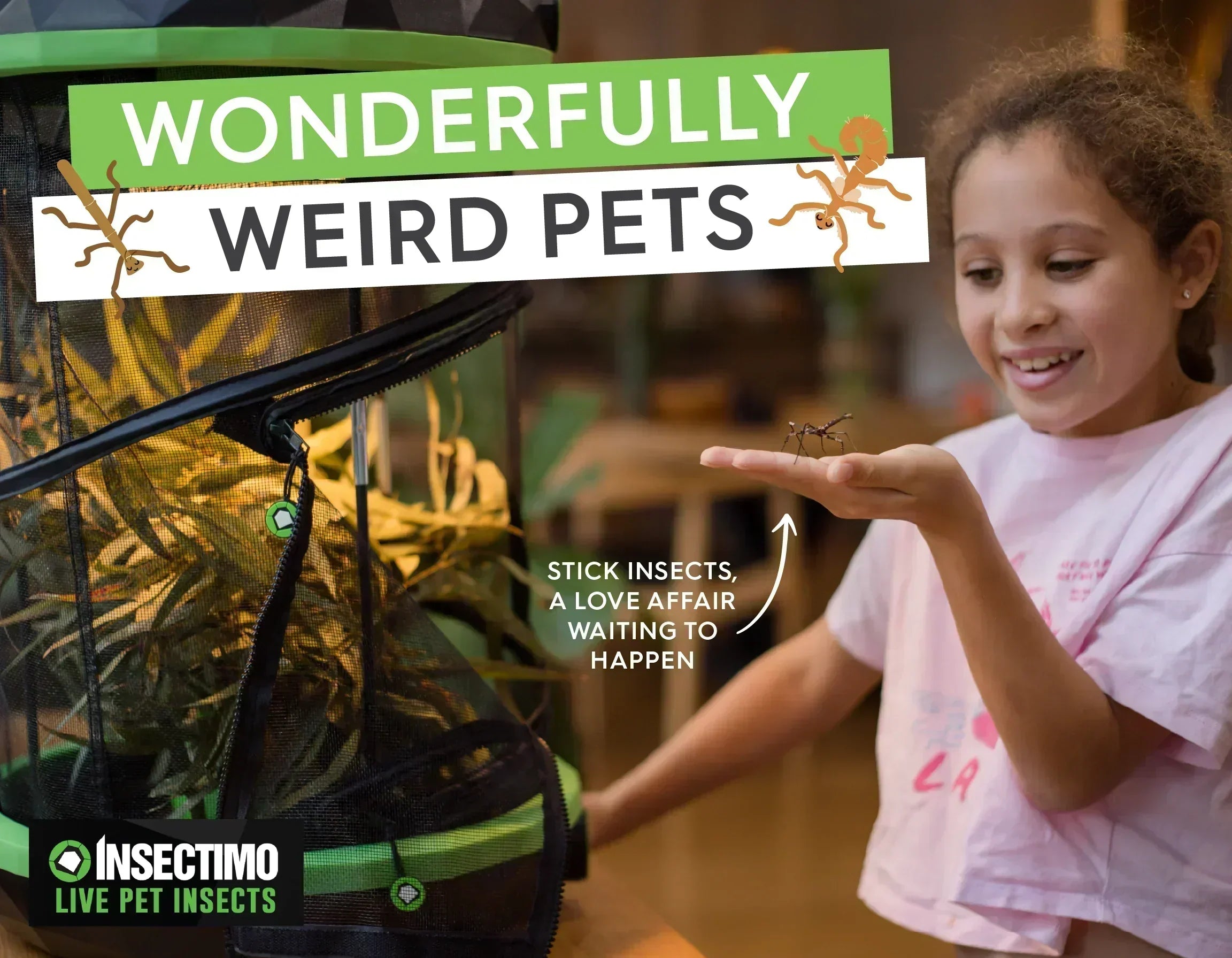 Wonderfully Weird Pets: How to Keep Stick Insects as Pets – Kazoo Pet Co
