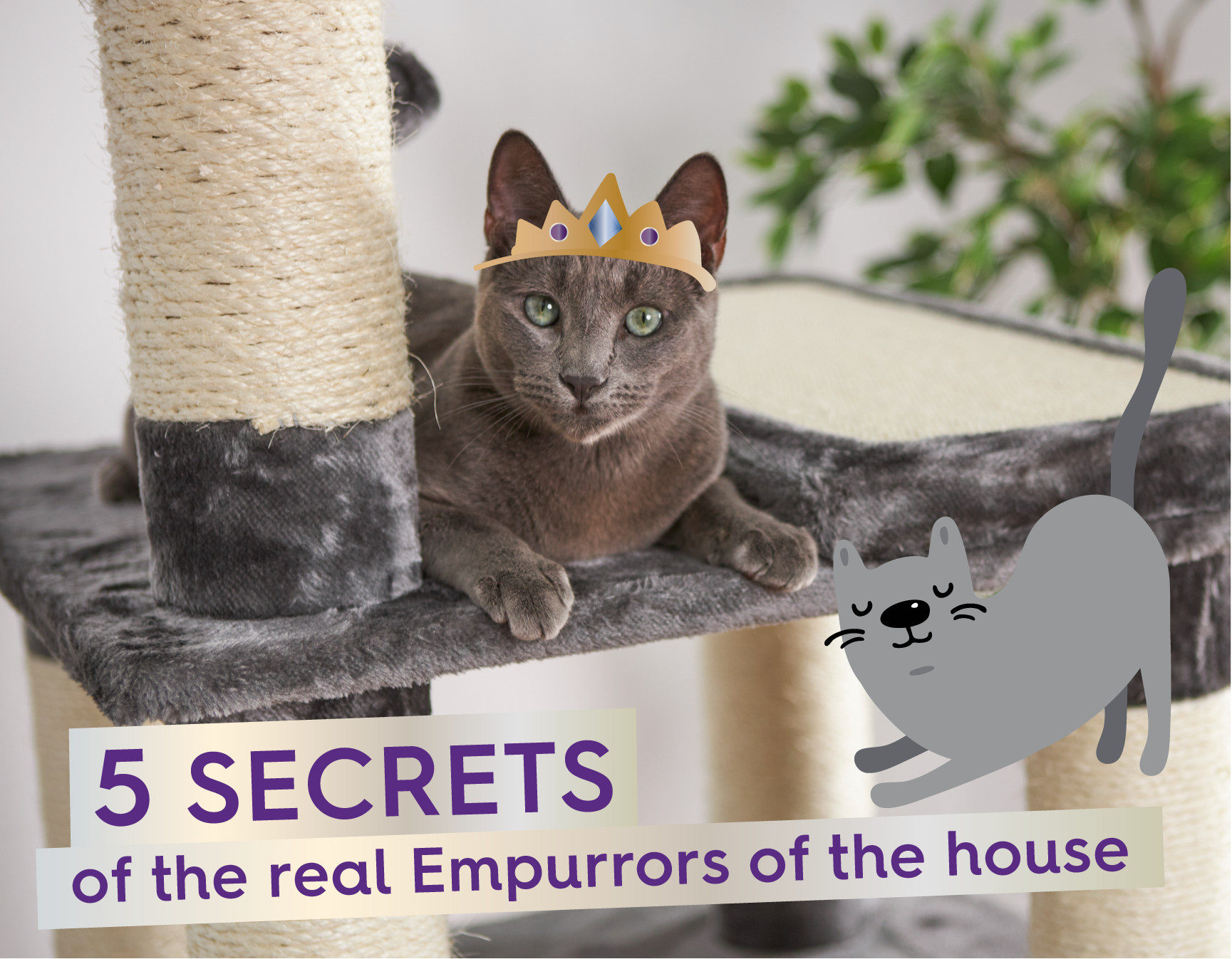5 Secrets Your Cat's Not Telling You – Kazoo Pet Co
