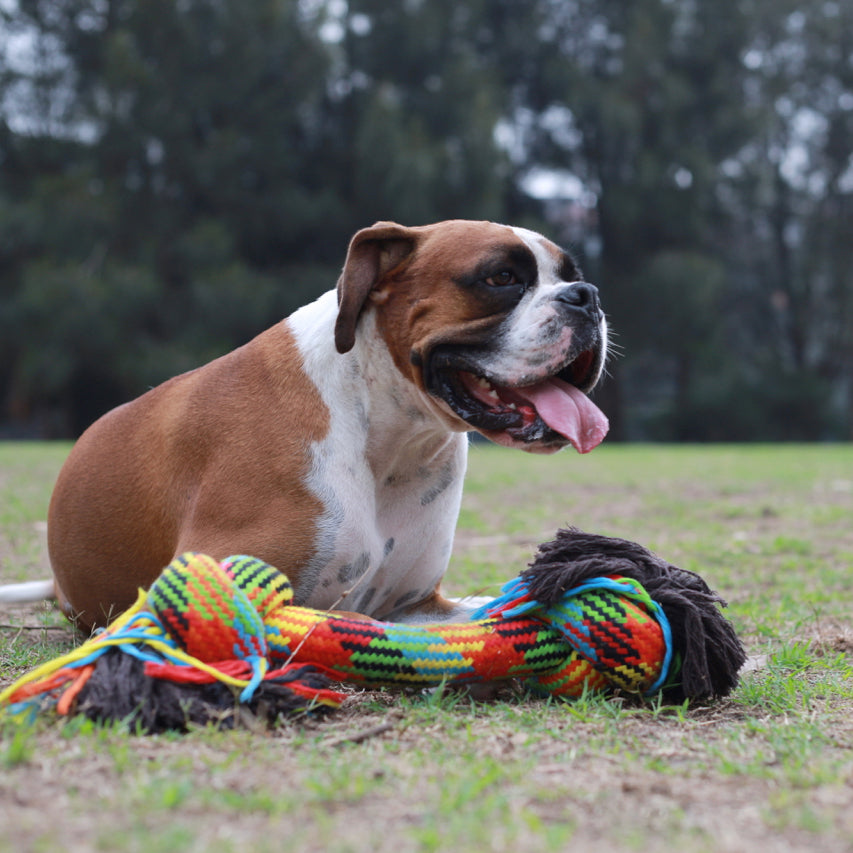 Dog Rope Toys | Braided & Twisted Ropes | Kazoo Pet Co