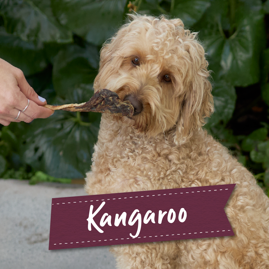 Kangaroo Dog Treats | Kazoo Pet Co