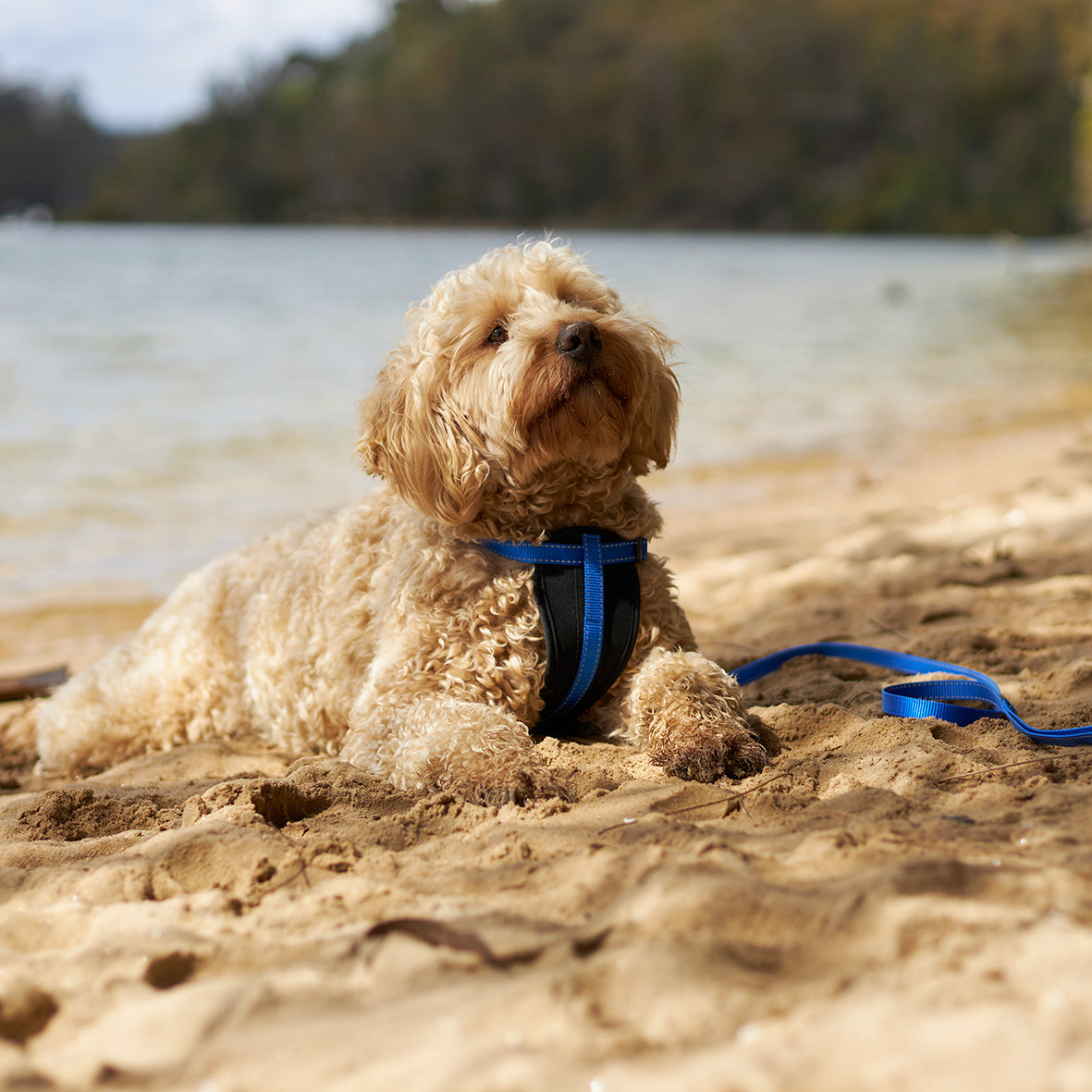 Summer Pet Essentials for Dogs & Cats – Kazoo Pet Co