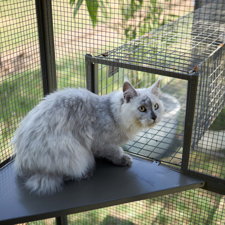 Cat | The Purrfect Place to Shop Online for Cats | Kazoo Pet Co