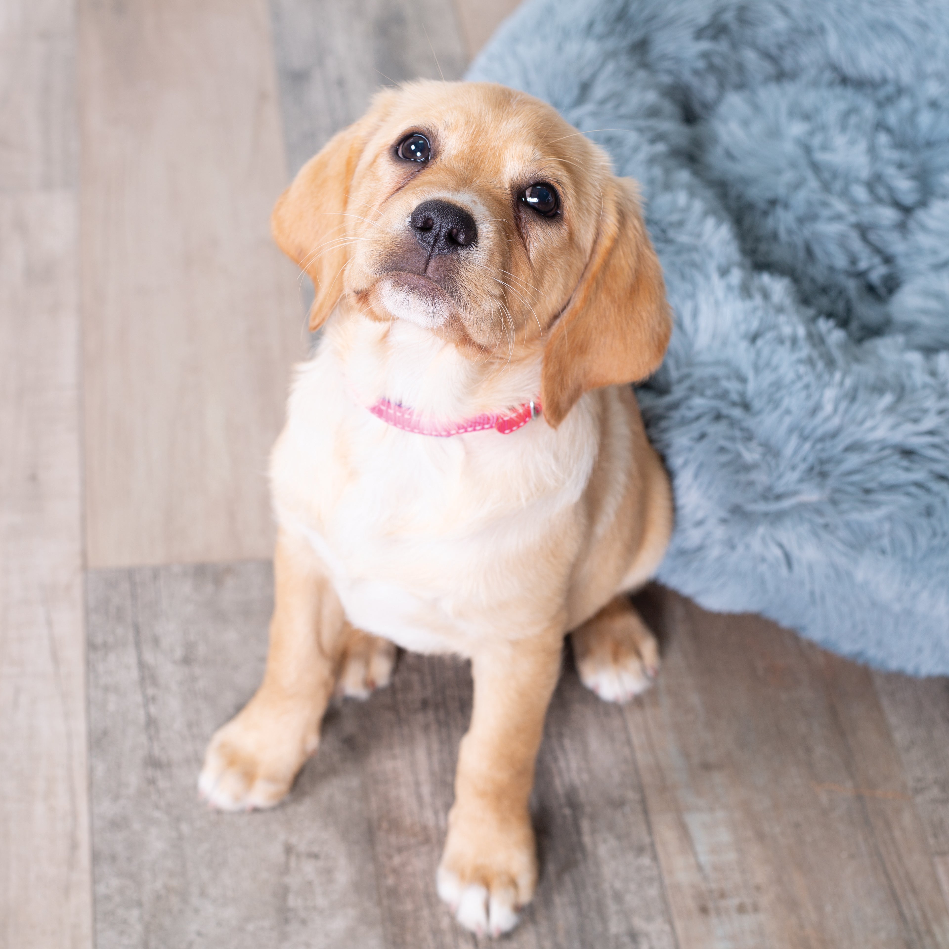 Puppy | New puppy? No problem! Shop for toys, beds, crates and more ...
