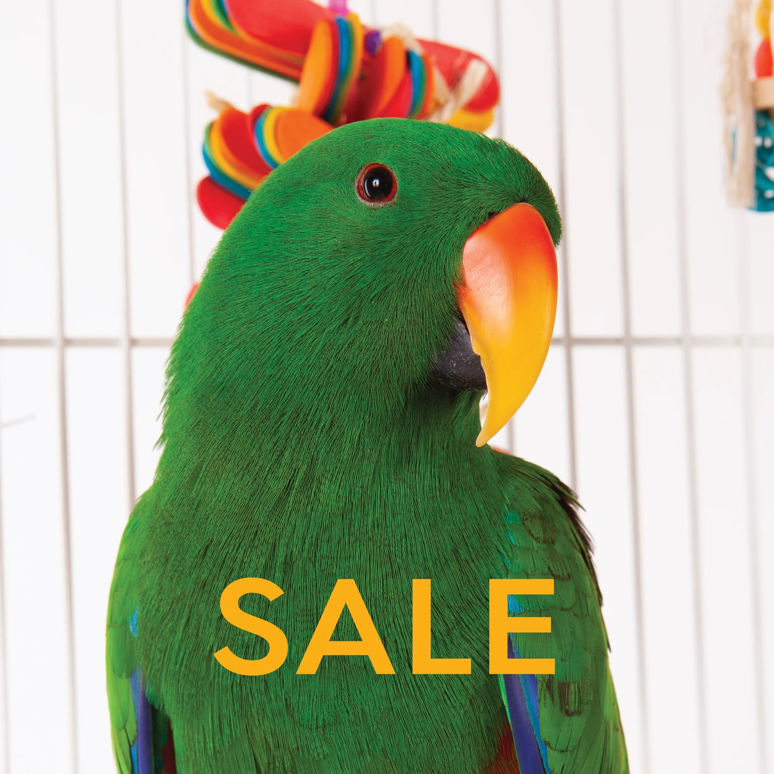 Bird Products & Supplies Sale | Kazoo Pet Co