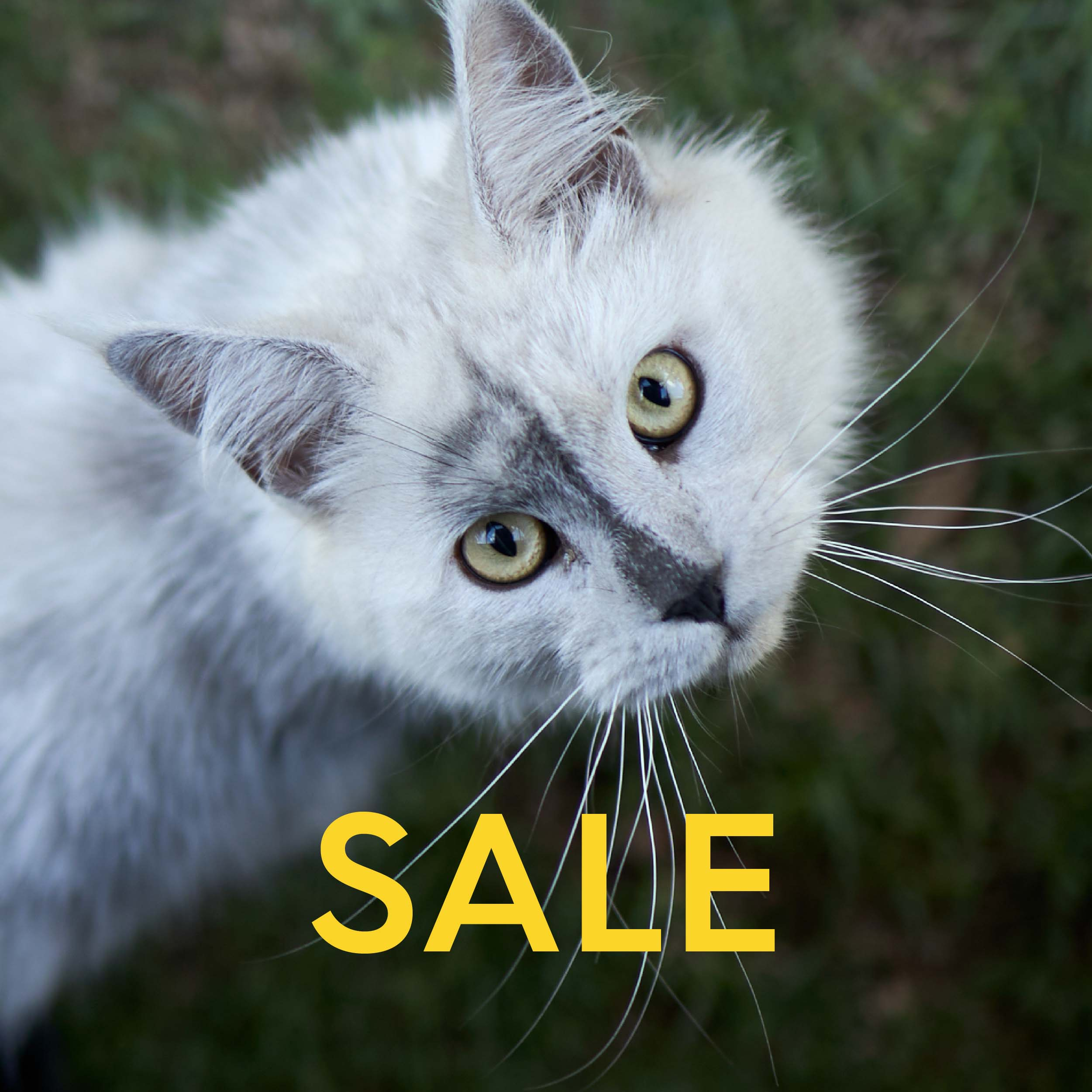Cat Sale – Kazoo Pet Co