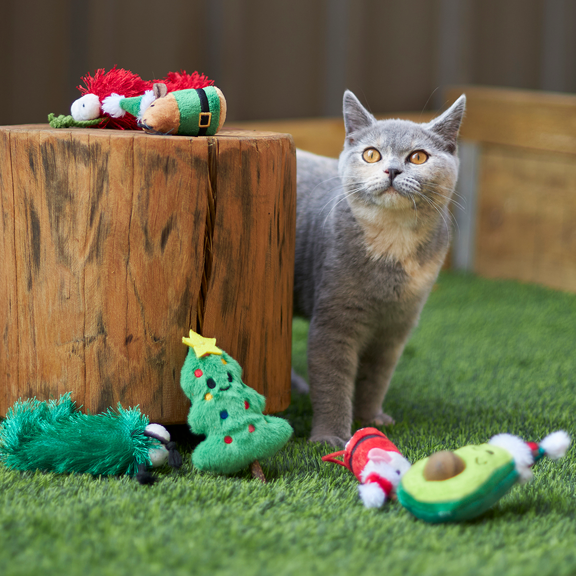 Best Christmas Cat Gifts For Spoiled Kitties | Kazoo Pet Co