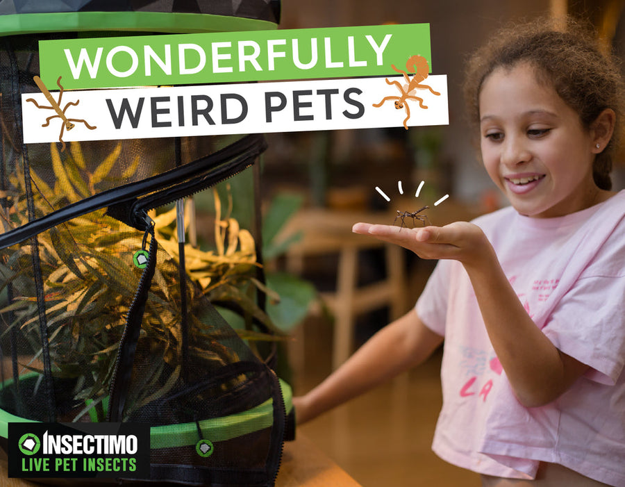 Insectimo Stick Insects – Kazoo Pet Co