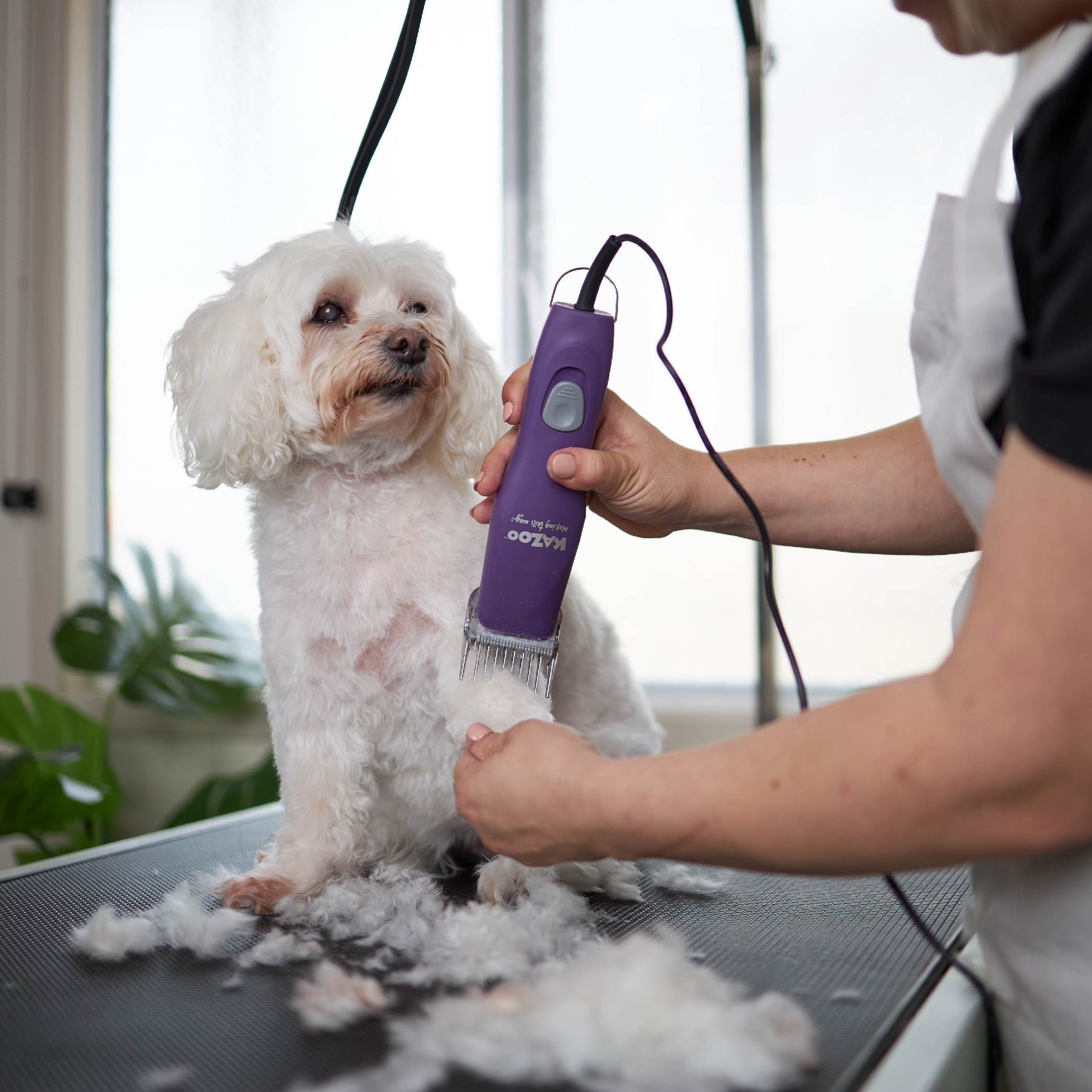 Pro Plus Brushless Dog Clipper – Kazoo Pet Co