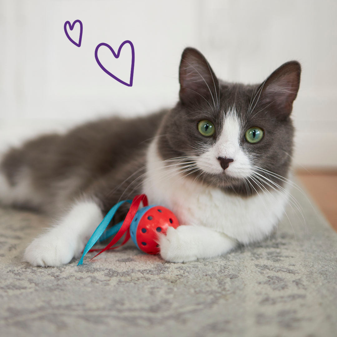 Kitty Streamer Ball – Kazoo Pet Co