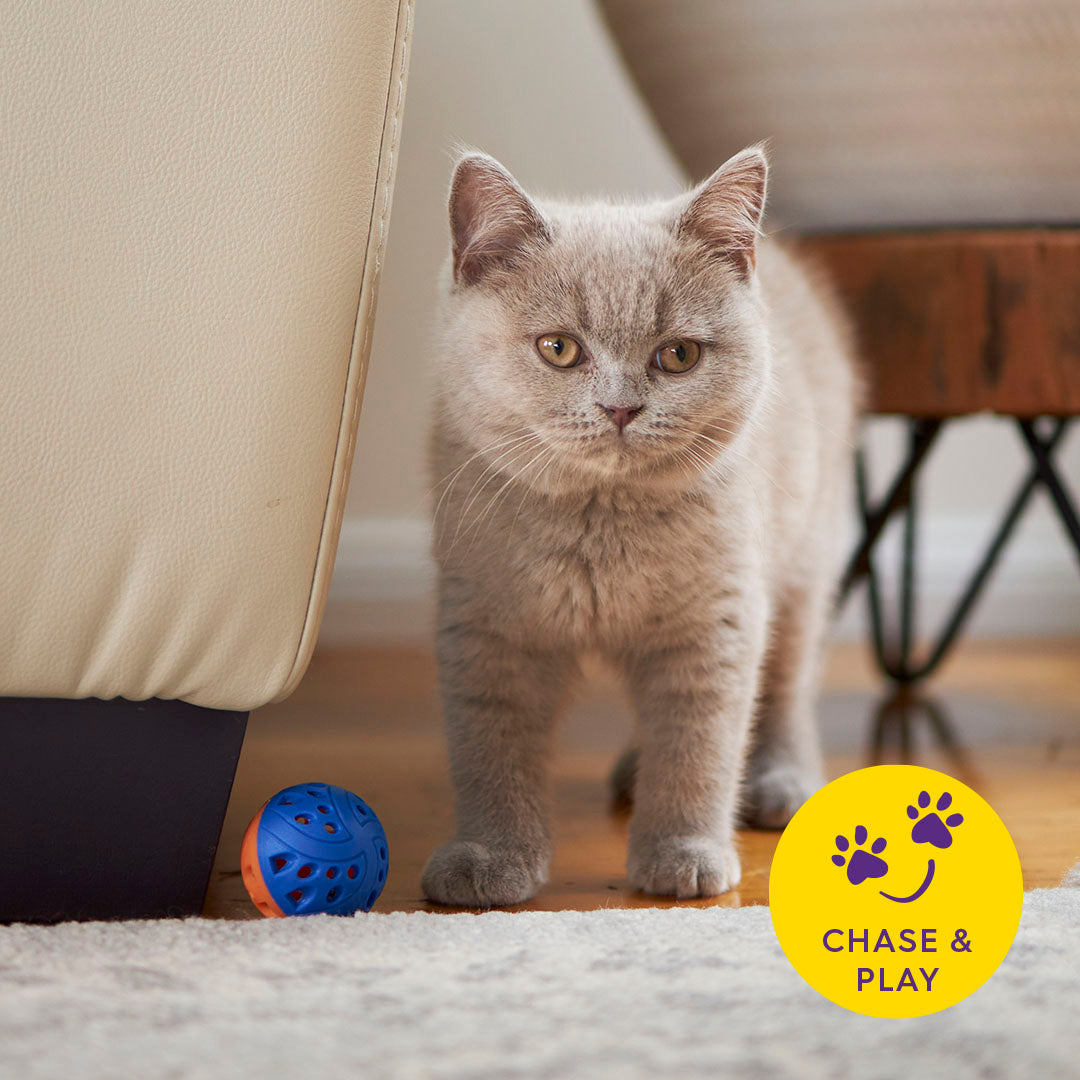 Cat Jingle Bell Ball – Kazoo Pet Co