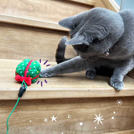 Best Christmas Cat Gifts For Spoiled Kitties | Kazoo Pet Co
