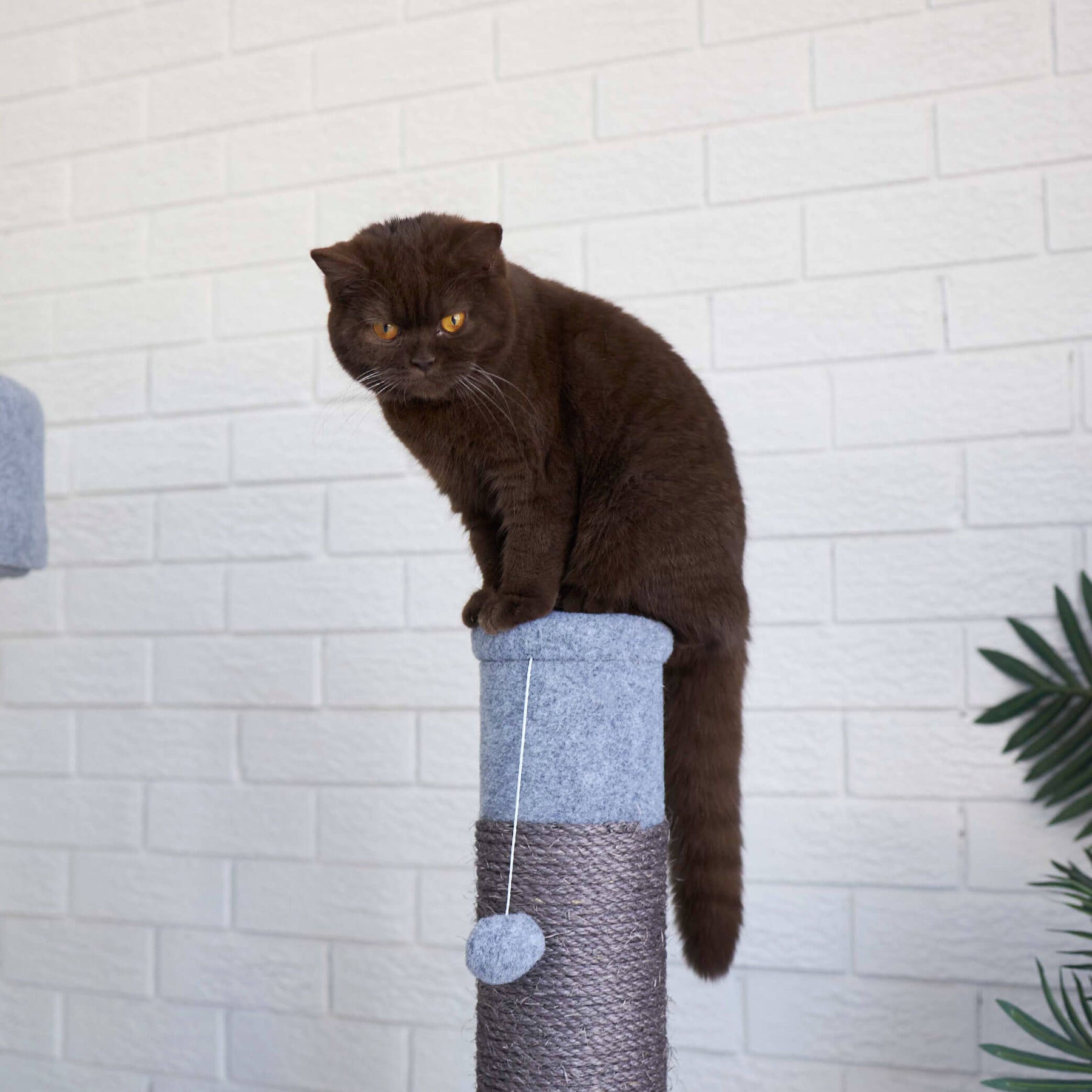 Cat Scratch Post - Medium – Kazoo Pet Co