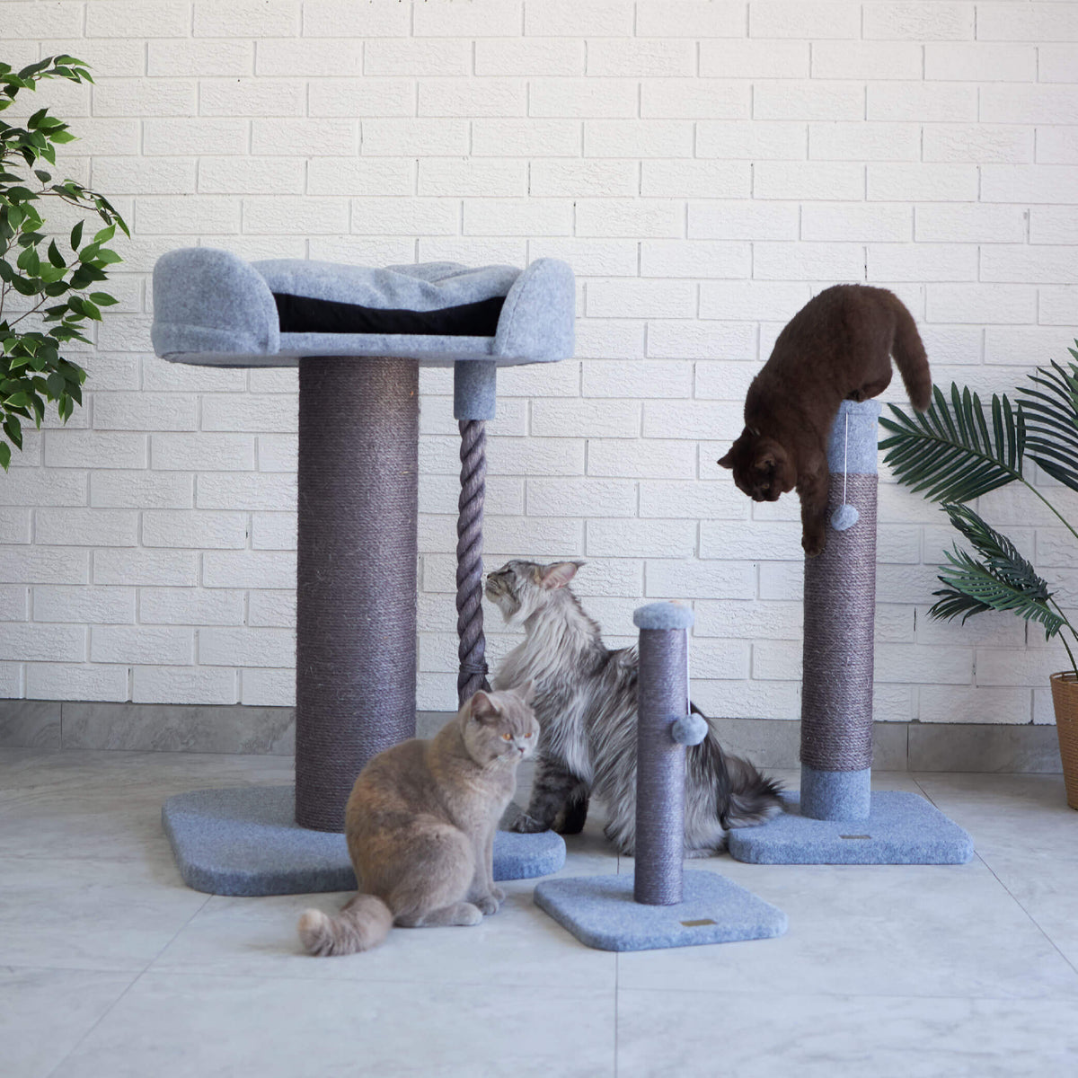 Cat Scratching Posts | Cat Trees & Towers | Kazoo Pet Co