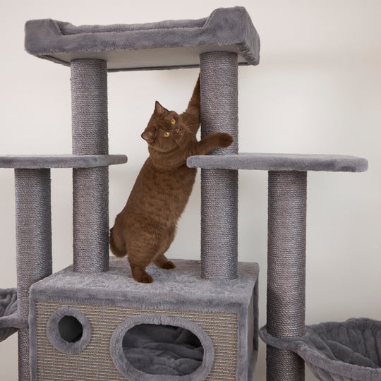 Cat | The Purrfect Place to Shop Online for Cats | Kazoo Pet Co