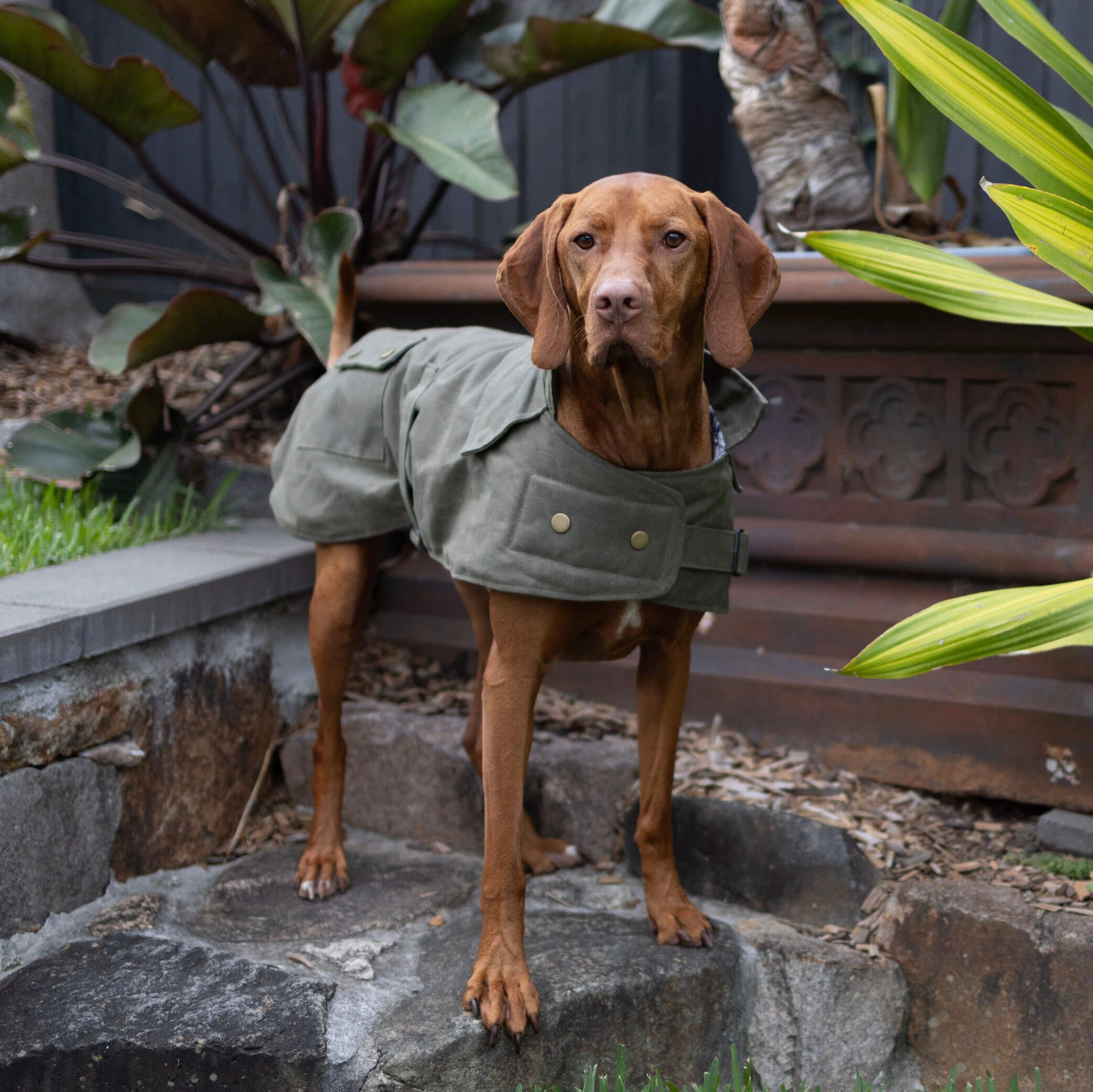 Aussie Oilskin Waterproof Dog Coat - Olive – Kazoo Pet Co