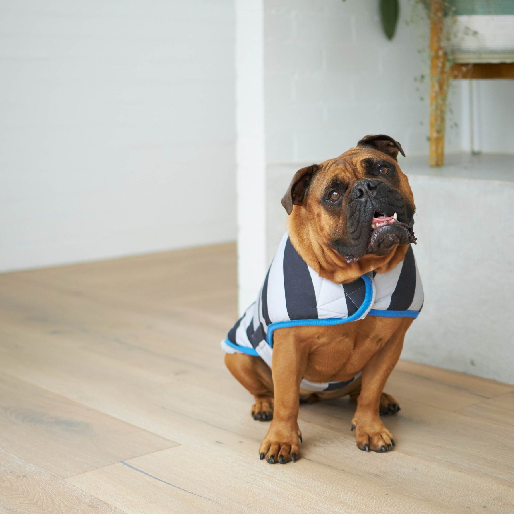 Chunky Stripe Dog Snuggie – Kazoo Pet Co