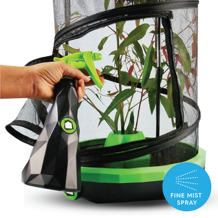 Insectimo Stick Insects – Kazoo Pet Co