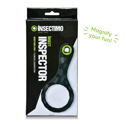 Insectimo Stick Insects – Kazoo Pet Co
