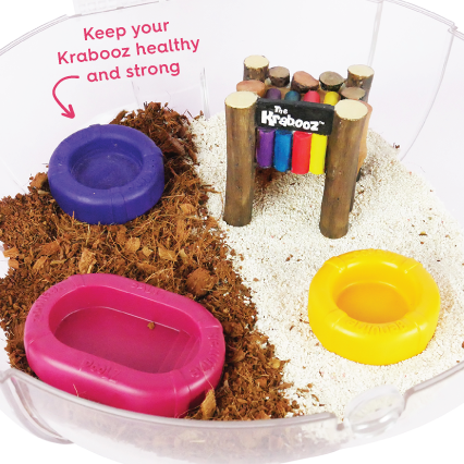 Krabooz Hermit Crabs – Kazoo Pet Co