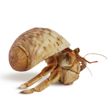 Pet Hermit Crab - Live Animal – Kazoo Pet Co