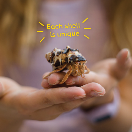 Krabooz Hermit Crabs – Kazoo Pet Co