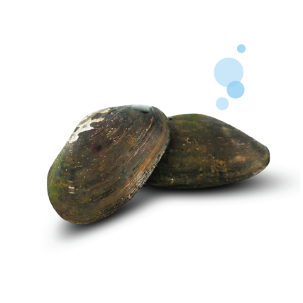 Pet Freshwater Mussel - Live Animal – Kazoo Pet Co