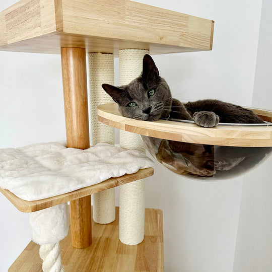 Cat | The Purrfect Place to Shop Online for Cats | Kazoo Pet Co