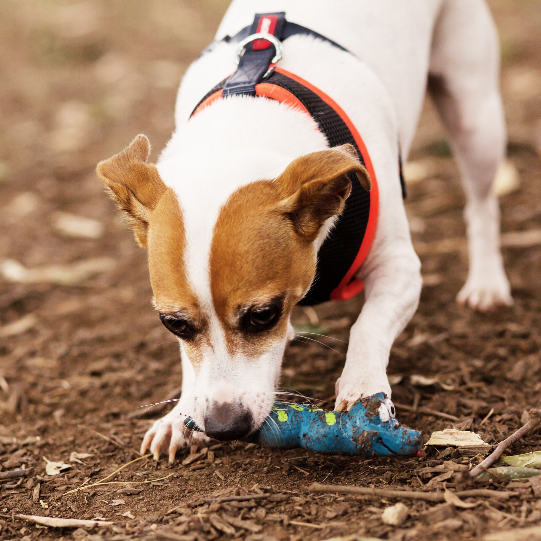 Sneaky Snake Squeaky Dog Toy – Kazoo Pet Co