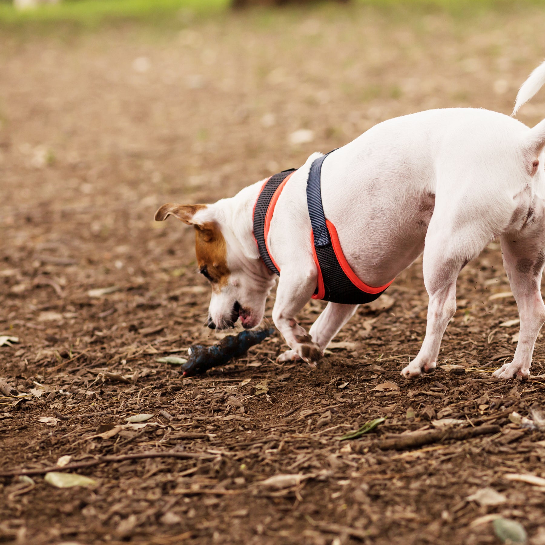 Sneaky Snake Squeaky Dog Toy – Kazoo Pet Co