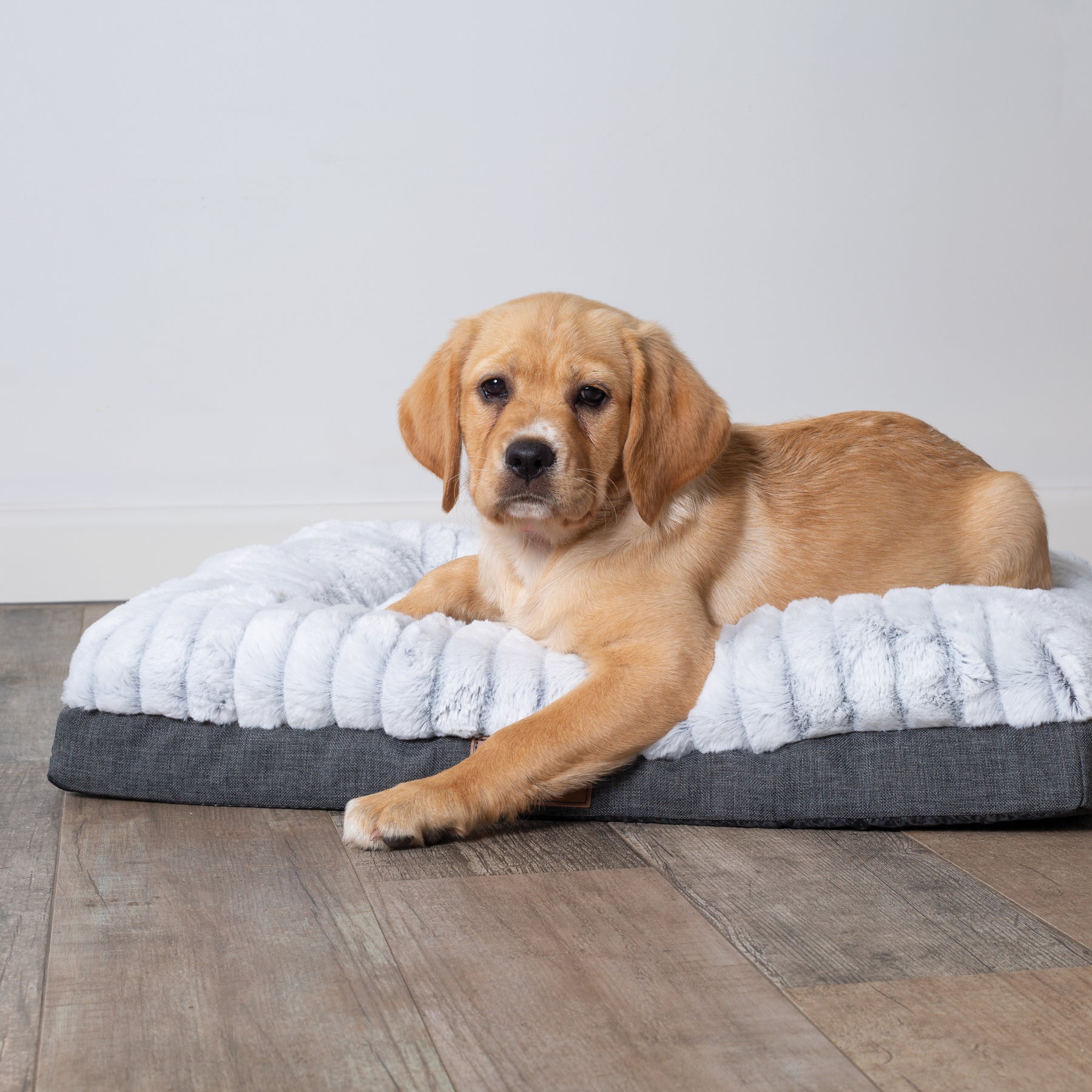 Cloud Comfort Dog Bed – Kazoo Pet Co