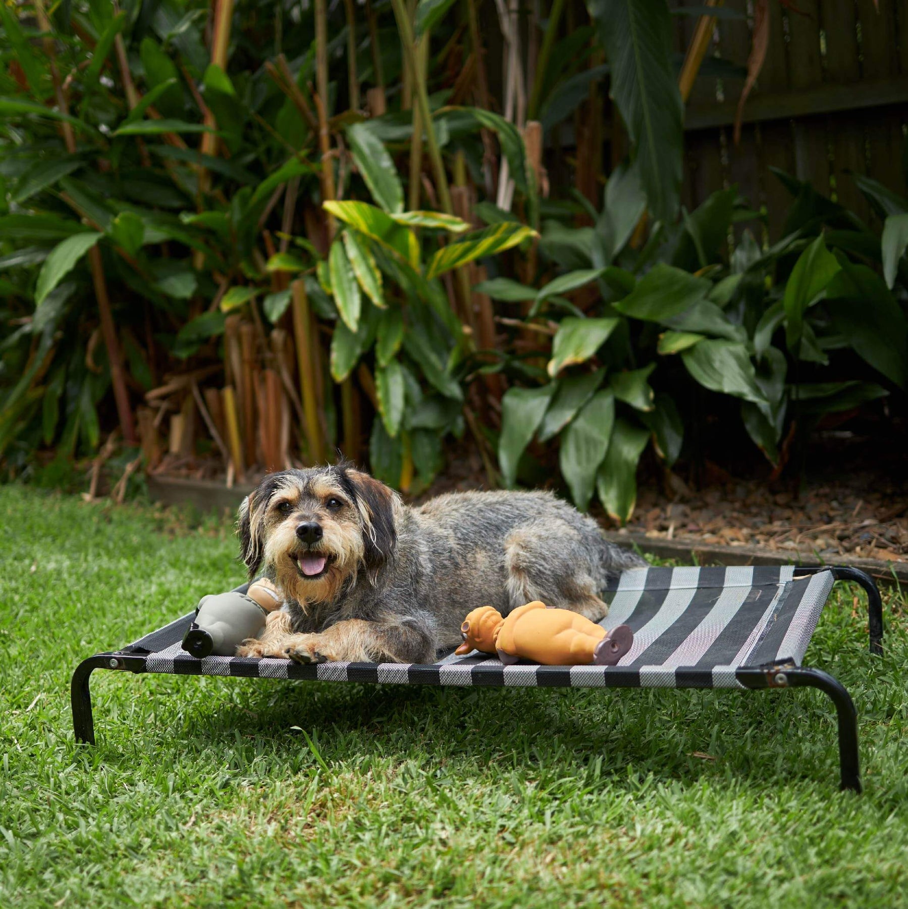 Everyday Outdoor Dog Bed - Black & White – Kazoo Pet Co