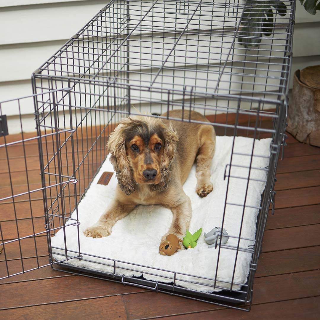 Premium Pet Crate – Kazoo Pet Co