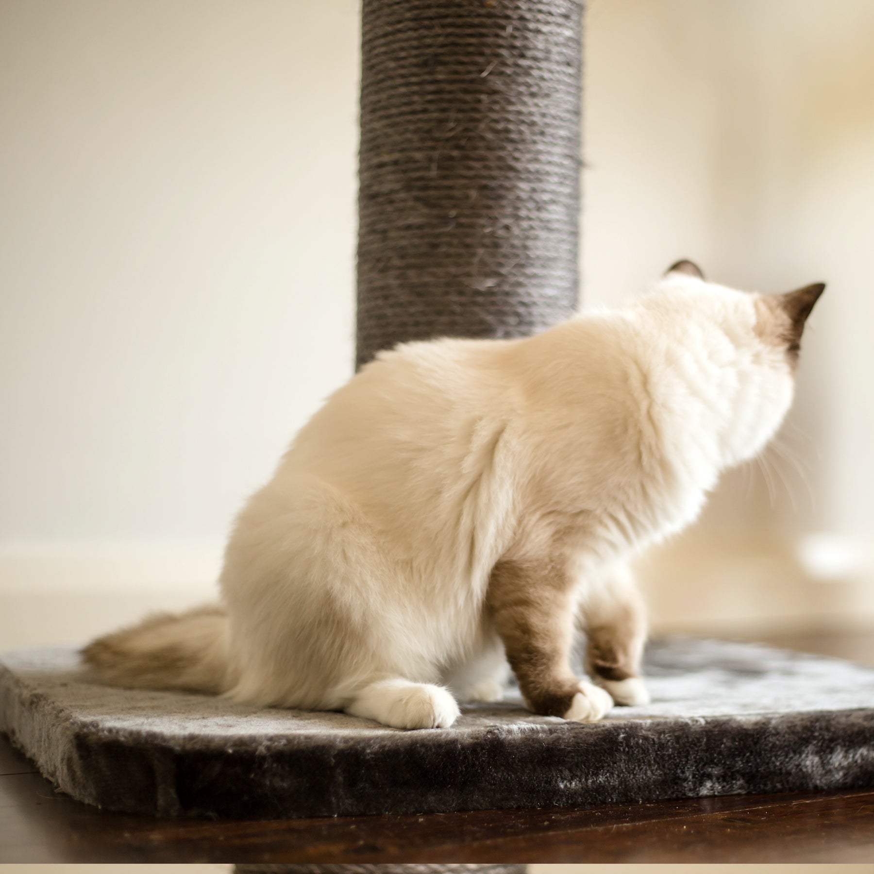 Cat Scratch Post - Medium – Kazoo Pet Co