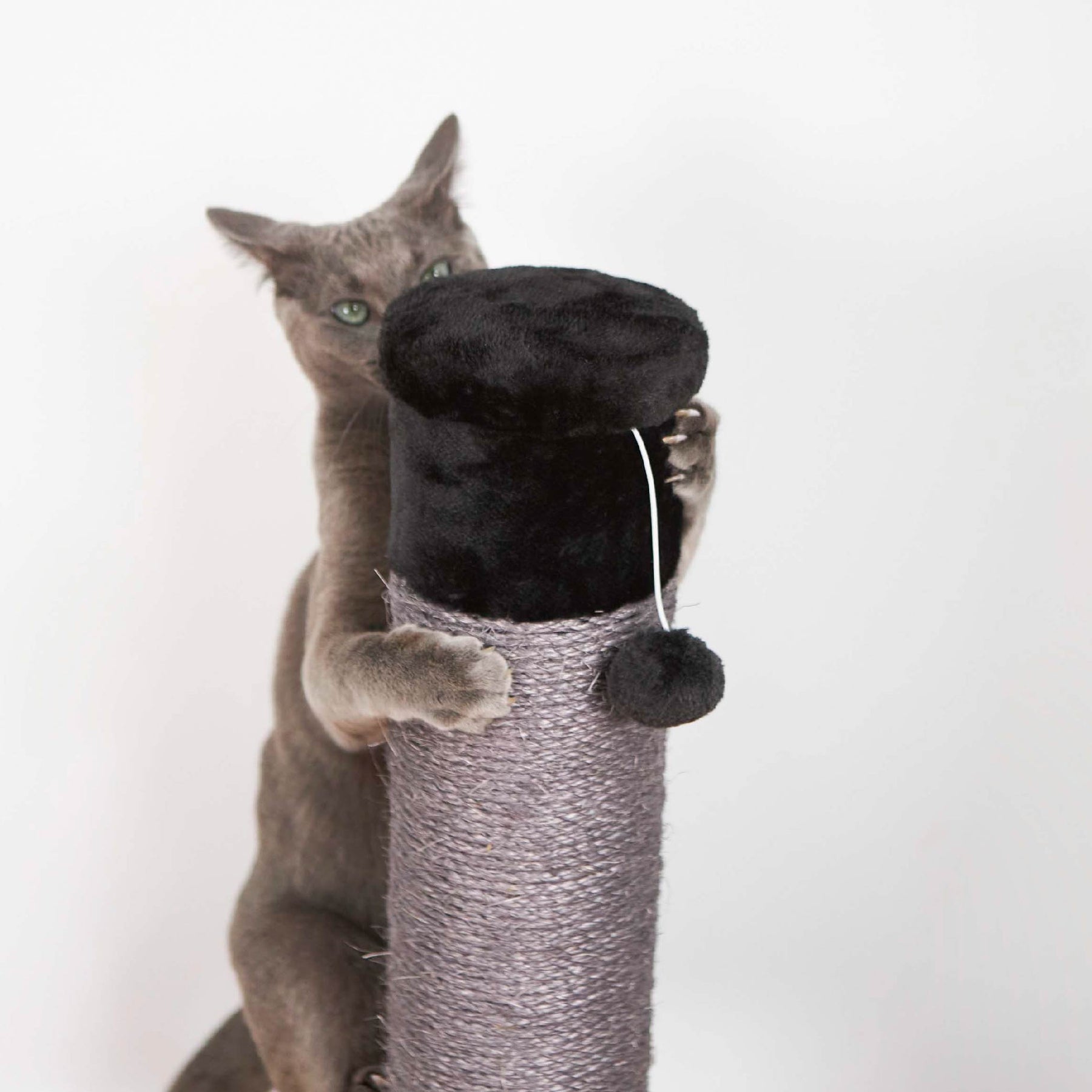 Cat Scratch Post - Medium – Kazoo Pet Co