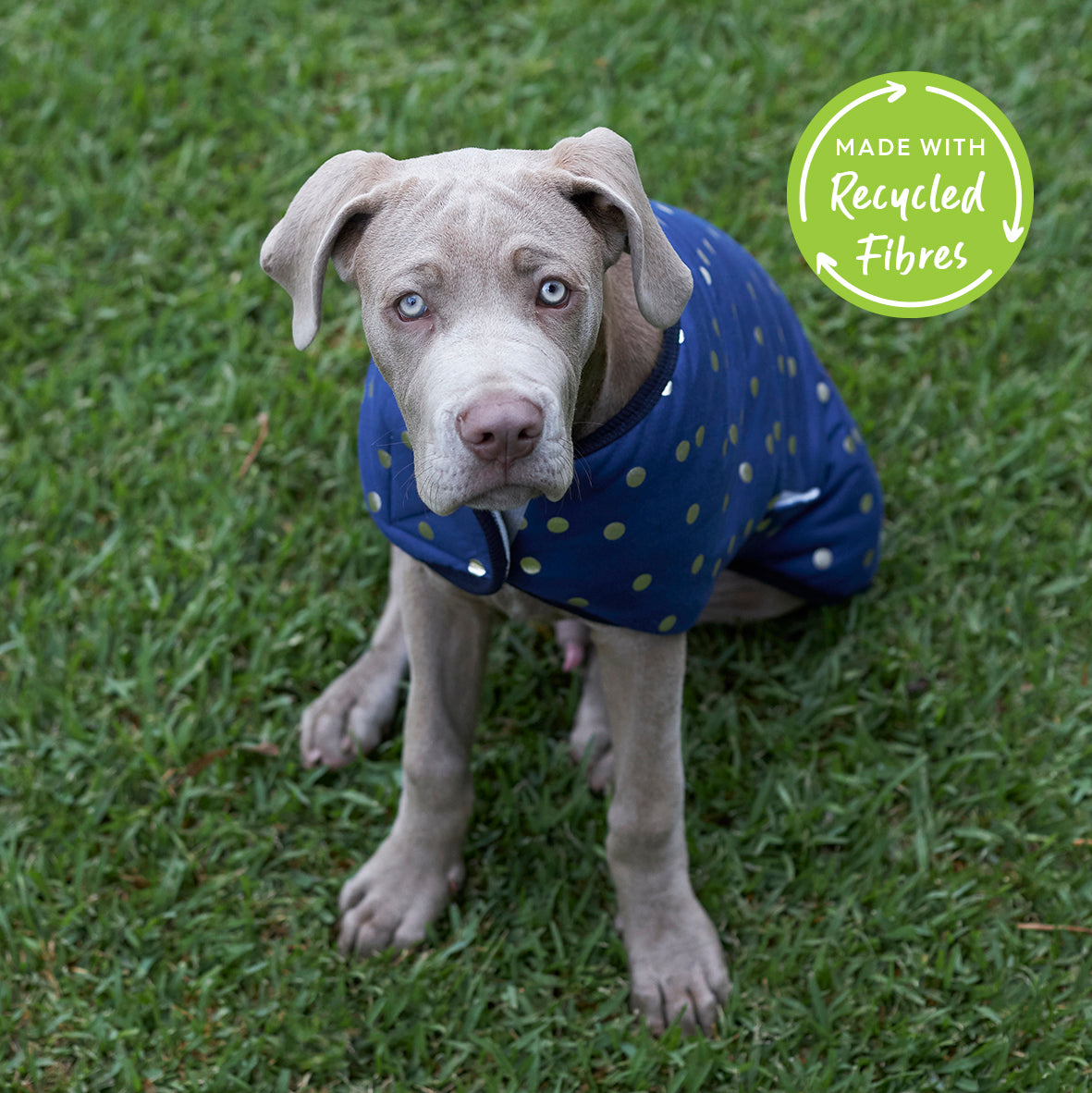 Confetti Snuggie Dog Jacket – Kazoo Pet Co