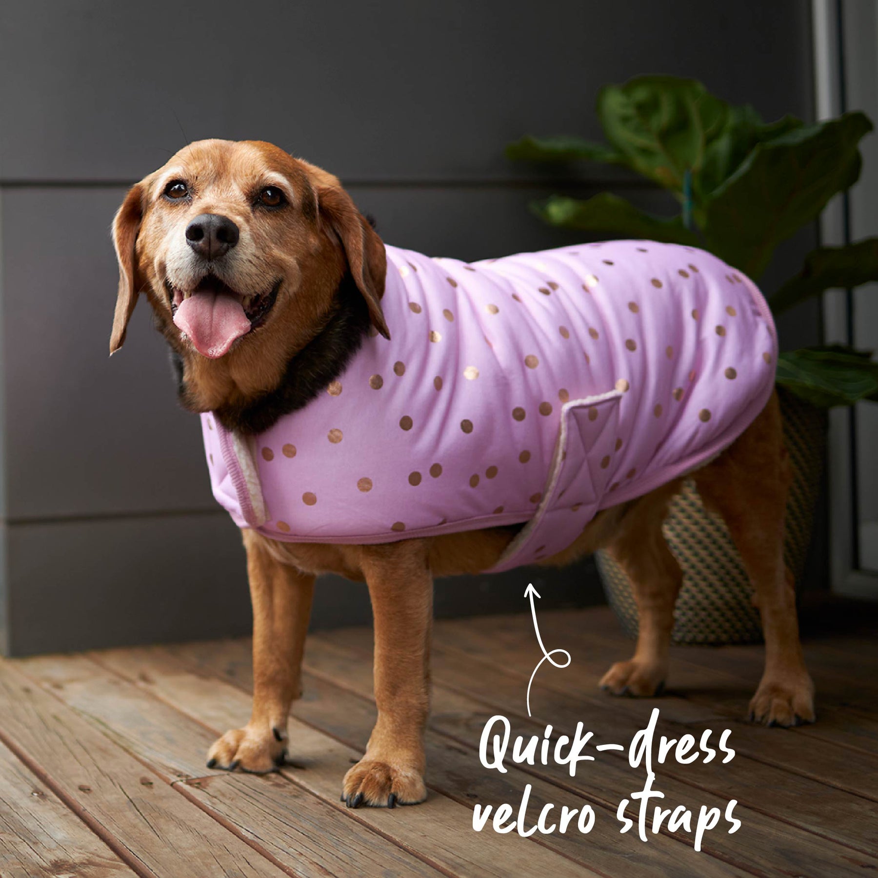 Powder Puff Dog Snuggie – Kazoo Pet Co