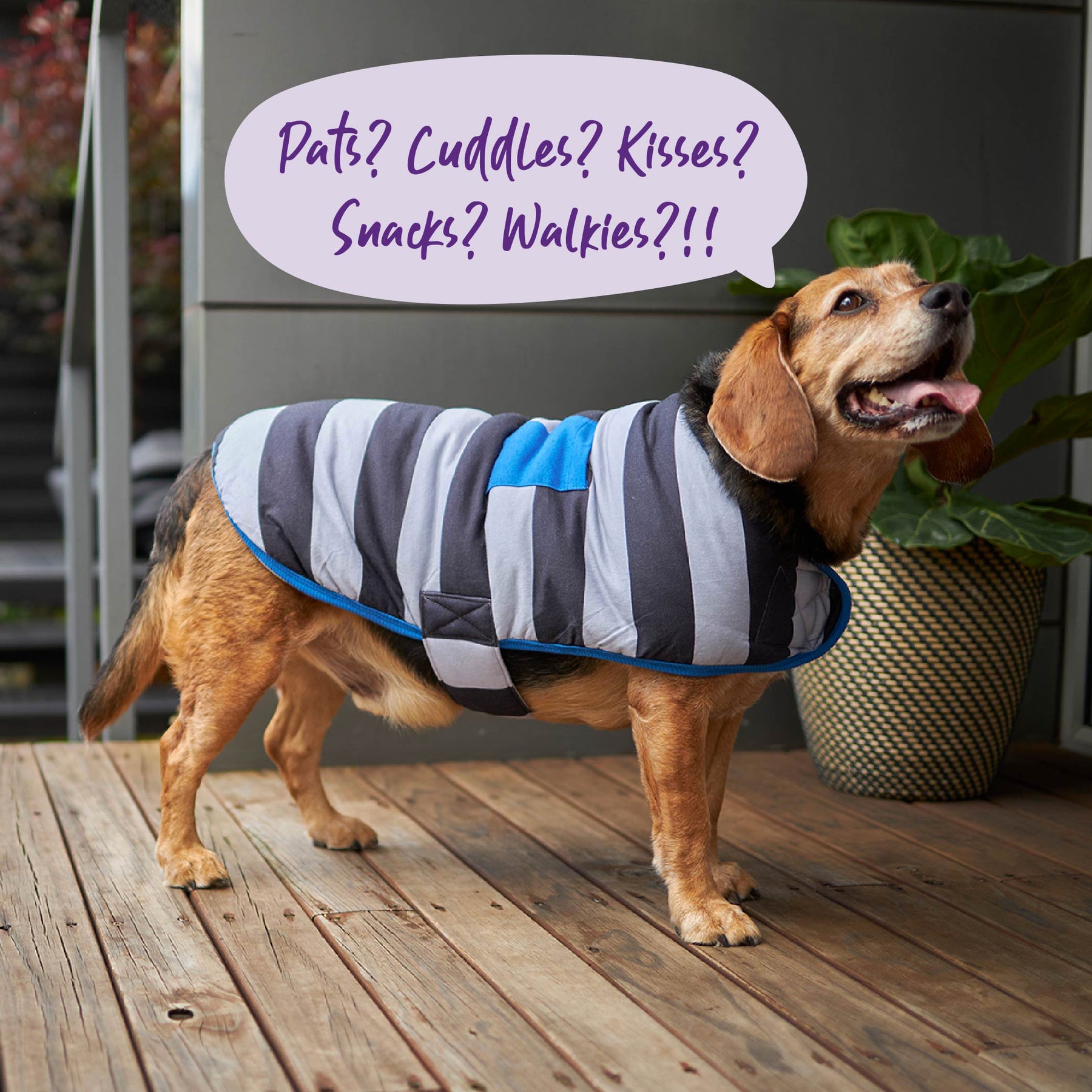 Chunky Stripe Dog Snuggie – Kazoo Pet Co