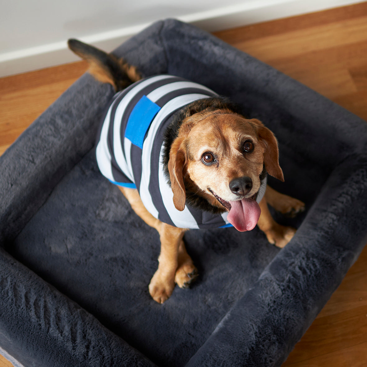 Chunky Stripe Dog Snuggie – Kazoo Pet Co