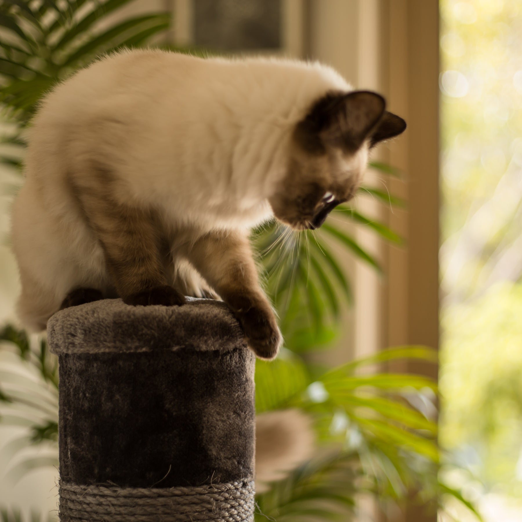 Cat Scratch Post - Large – Kazoo Pet Co