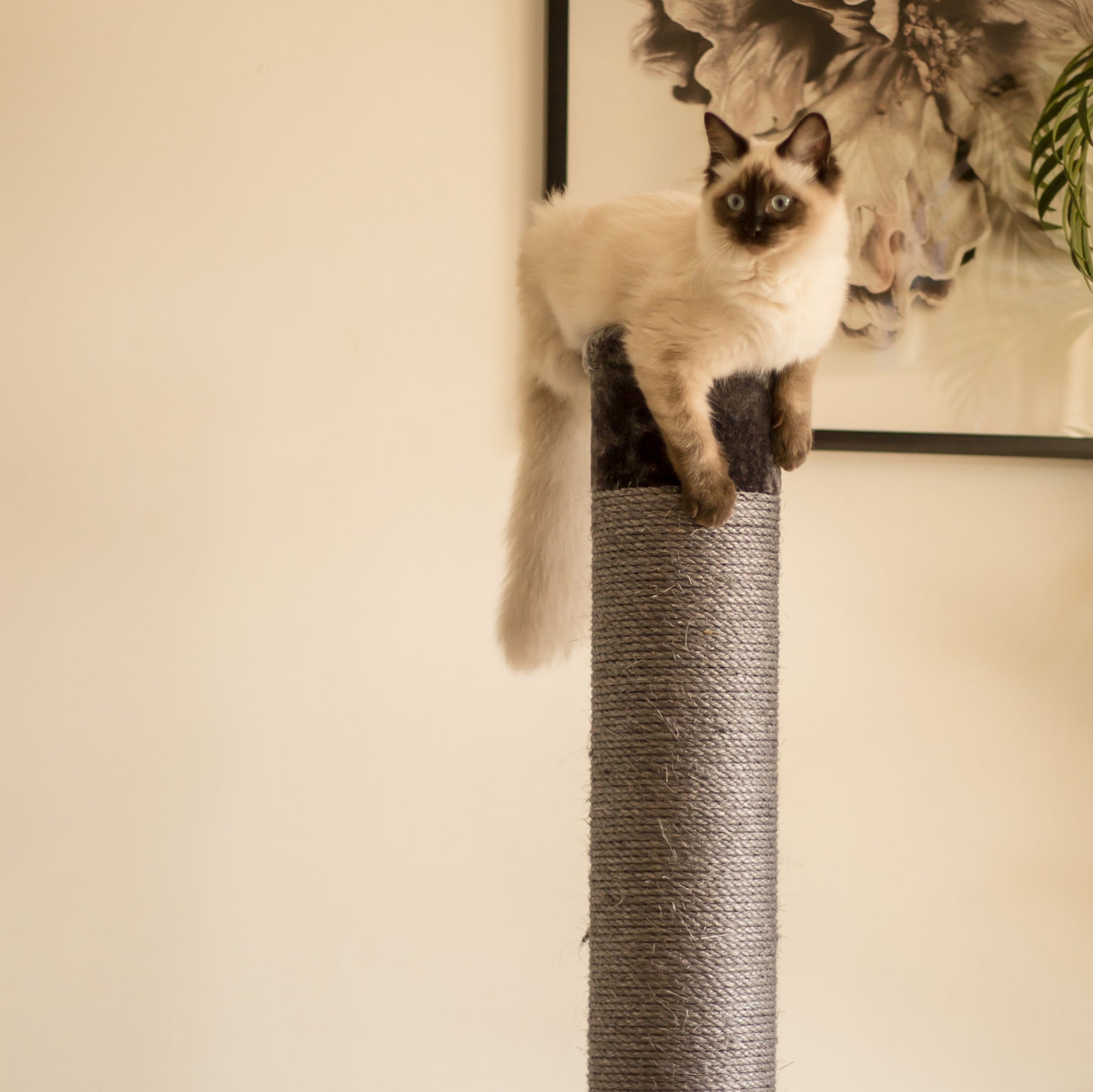 Cat Scratch Post - Large – Kazoo Pet Co